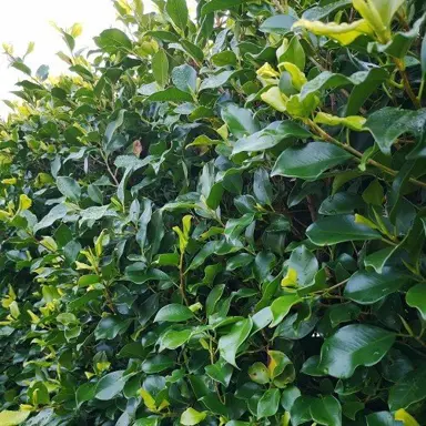 Ficus Tuffi (Tuffy) Guides For Plants & Hedges | By Plant Experts