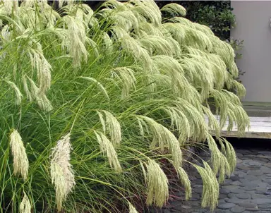 Guides For Miniature ToiToi (Chionochloa flavicans) | The Plant Experts