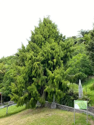 Rimu Tree Guides | By Tree Experts