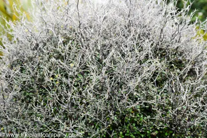 Corokia Plant Guides For Hedges, Growing, & Care In NZ