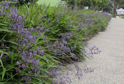 Guides For Dianella Nigra Plants In NZ | The Plant Experts