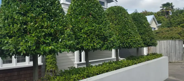 Ficus Tuffi (Tuffy) Guides For Plants & Hedges | By Plant Experts