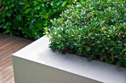 Ficus Tuffi (Tuffy) Guides For Plants & Hedges | By Plant Experts