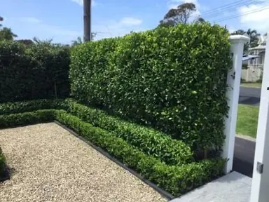 Ficus Tuffi (Tuffy) Guides For Plants & Hedges | By Plant Experts