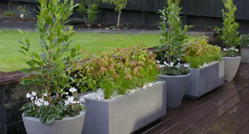 Ficus Tuffi (Tuffy) Guides For Plants & Hedges | By Plant Experts