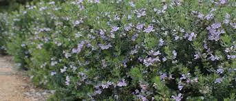 Westringia Plant Guides & Advice | By Plant Experts