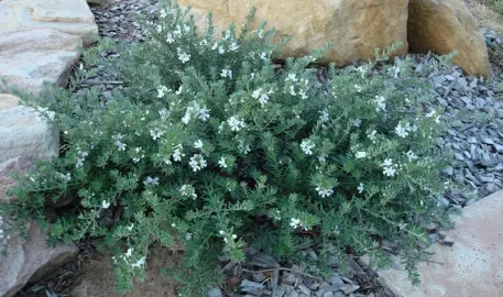 Westringia Plant Guides & Advice | By Plant Experts