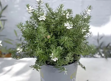 Westringia Plant Guides & Advice | By Plant Experts
