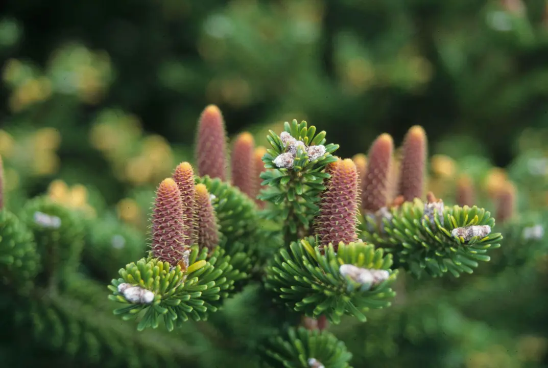 Buy Abies forrestii Plants | Free Shipping Over $150