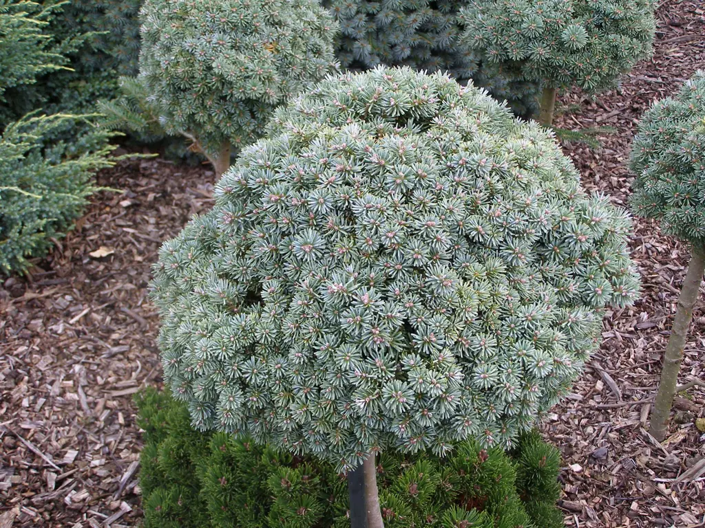 Buy Abies koreana Blauer Eskimo Plants | Free Shipping Over $150