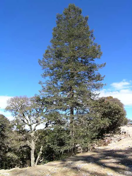 Buy Abies religiosa (Oyamel Fir) Trees Online NZ