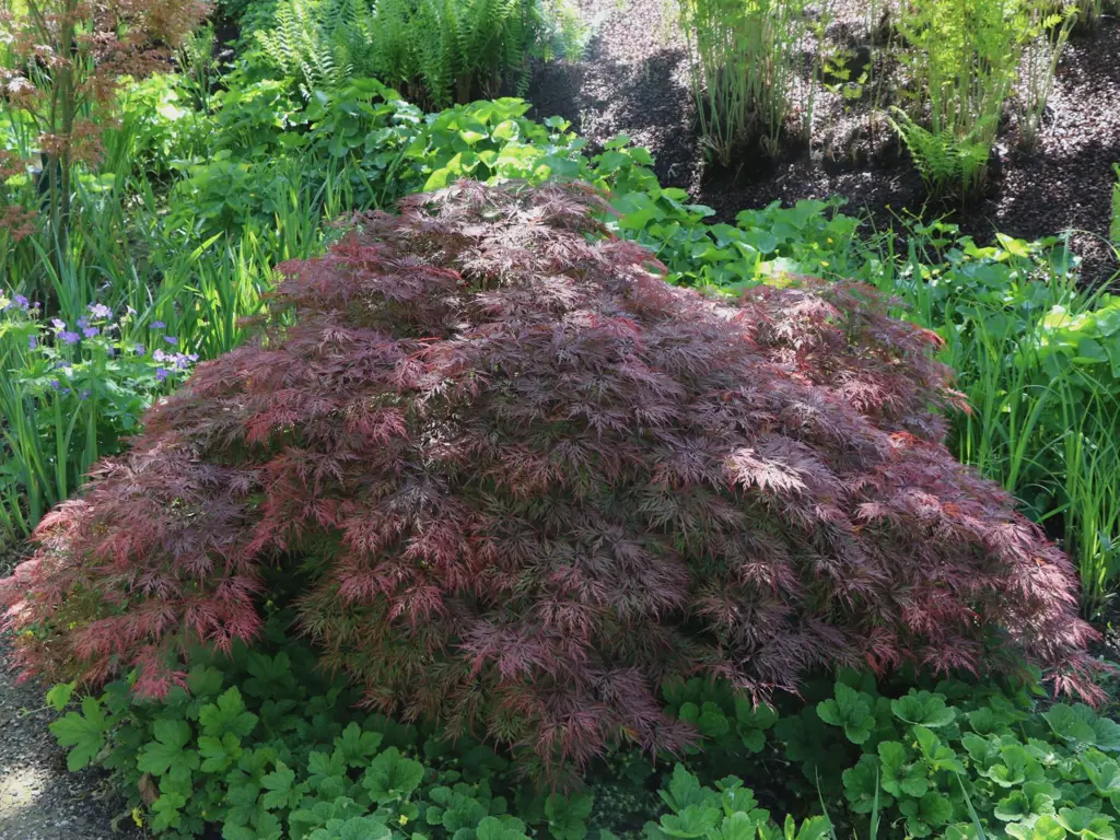 Acer palmatum dissectum Atropurpureum | Free Shipping Over $150