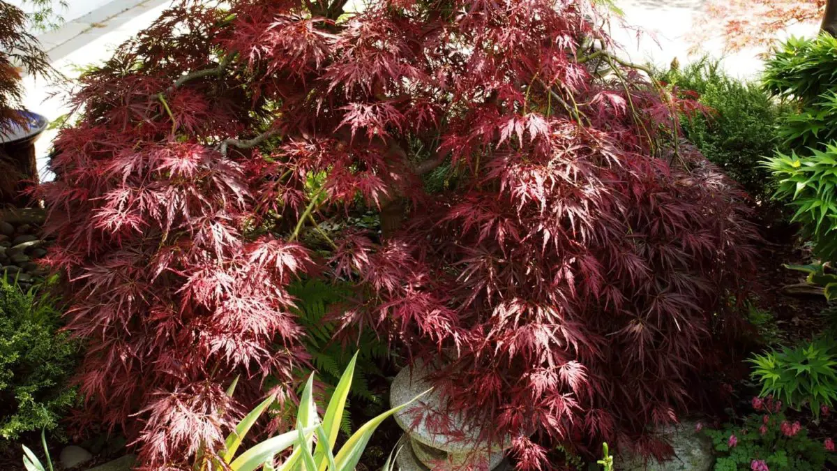 Buy Acer palmatum pendulum Julian Plants | Free Shipping Over $150