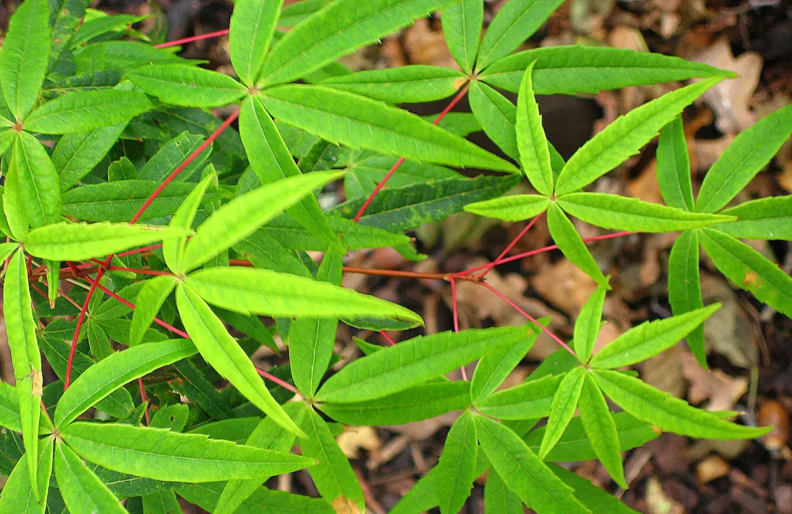 Buy Acer pentaphyllum (Fiveleaf Maple) Trees Online NZ