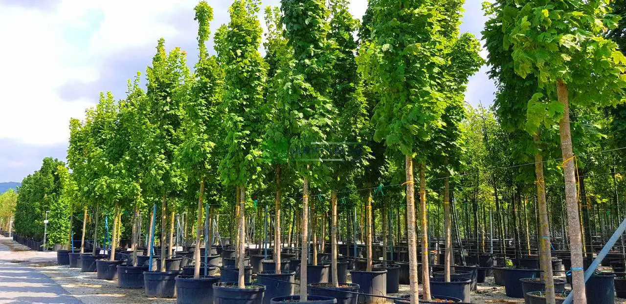 Buy Acer platanoides Columnare Plants | Free Shipping Over $150