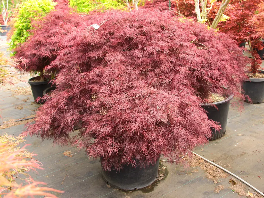Buy Acer palmatum 'Red Feather' | Free Shipping NZ Wide
