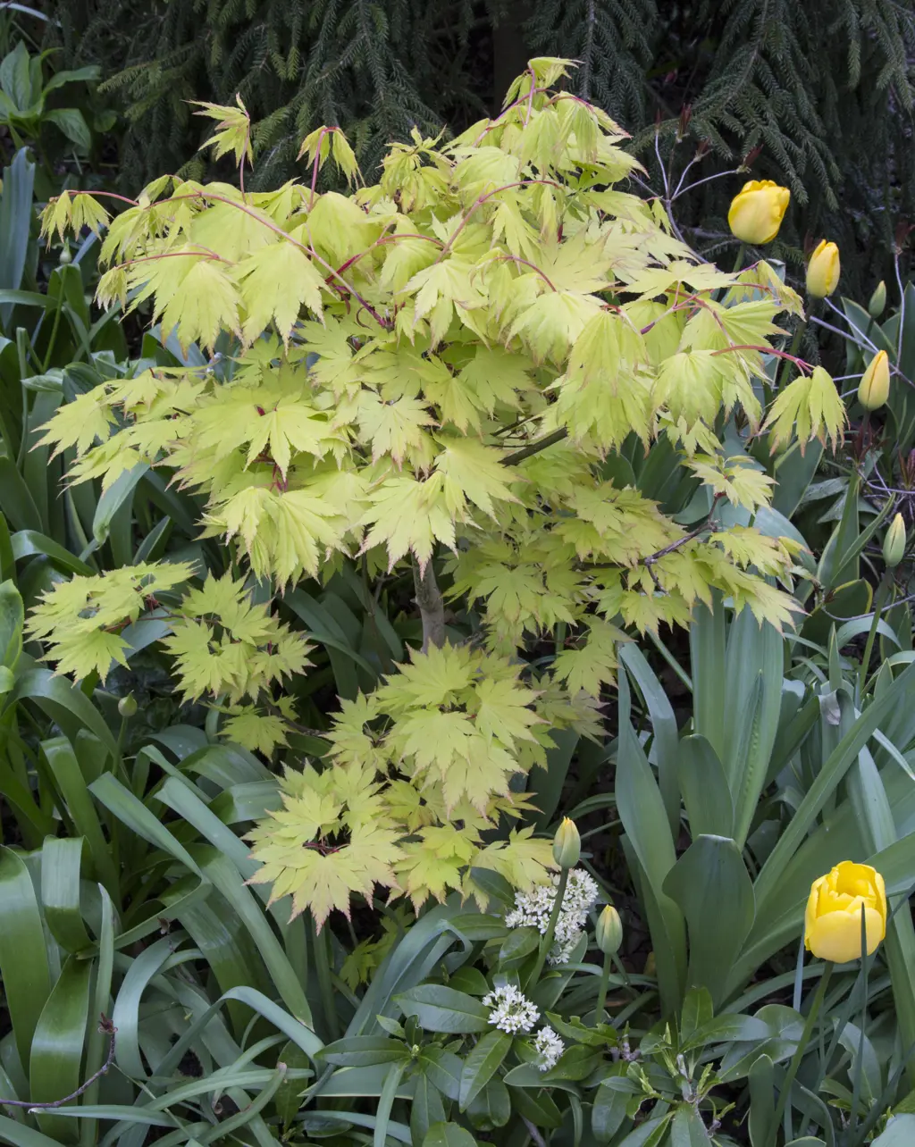 Buy Acer shirasawanum Jordan Plants | Free Shipping Over $150