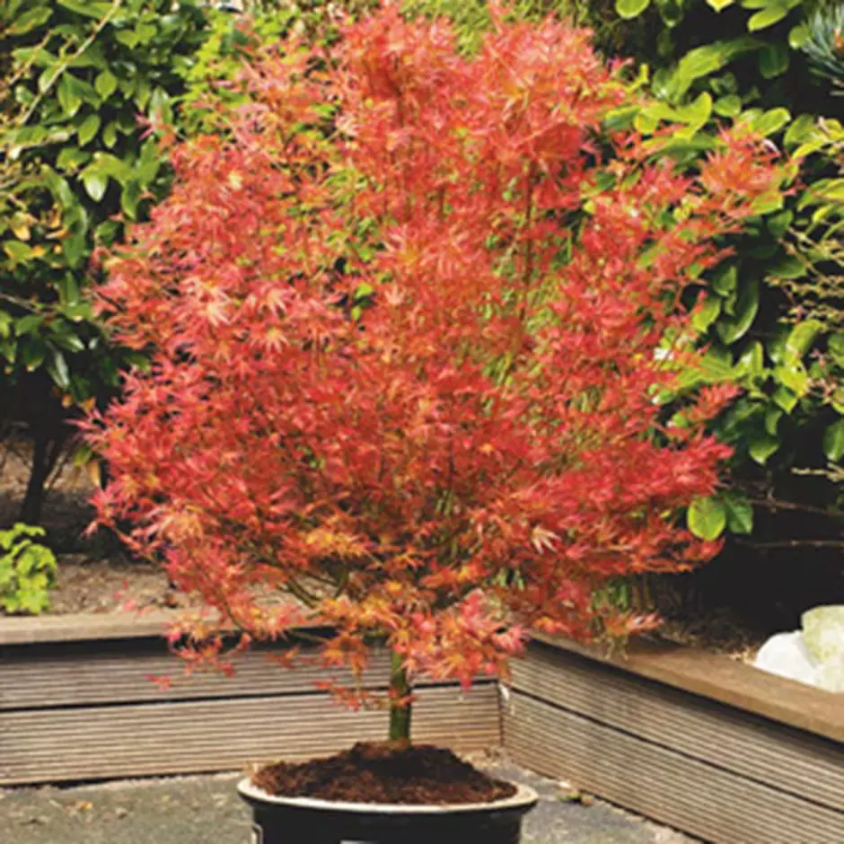 Buy Acer 'Wilson's Pink Dwarf' Plants | Free Shipping Over $150