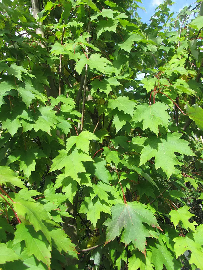 Buy Acer x freemanii 'Armstrong' - Maple | Free Freight Over $150