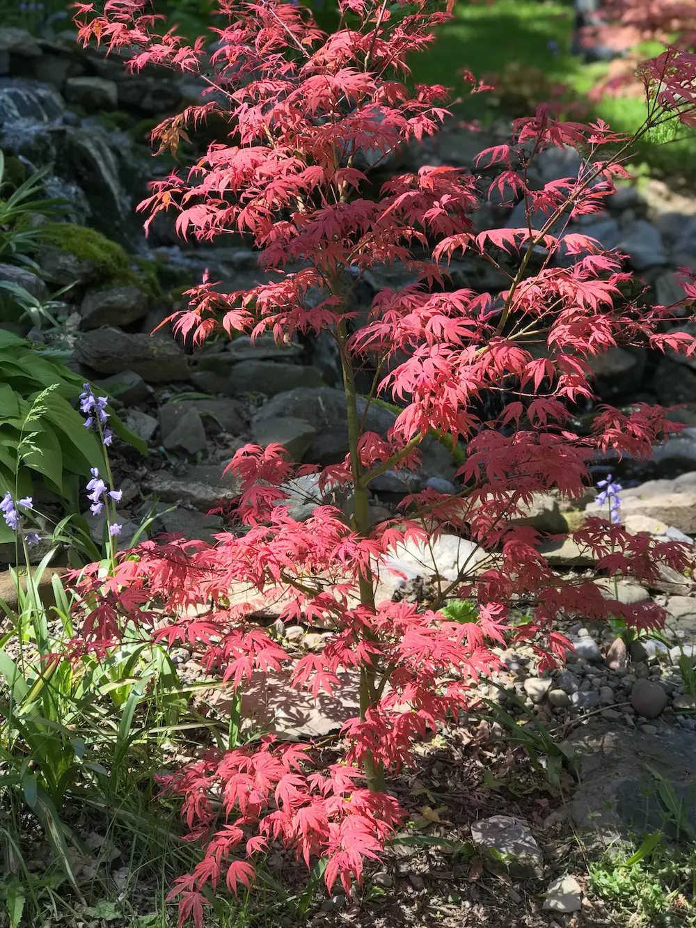 Buy Acer palmatum Geisha Gone Wild Plants | Free Shipping Over $150
