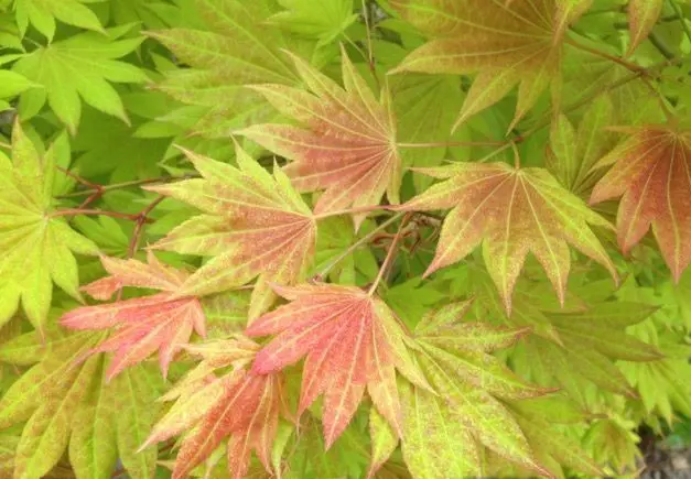 Buy Acer palmatum Ichigyoji Plants | Free Shipping Over $150