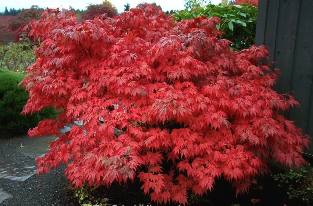 Buy Acer palmatum 'Oregon Sunset' Online | Free Shipping NZ