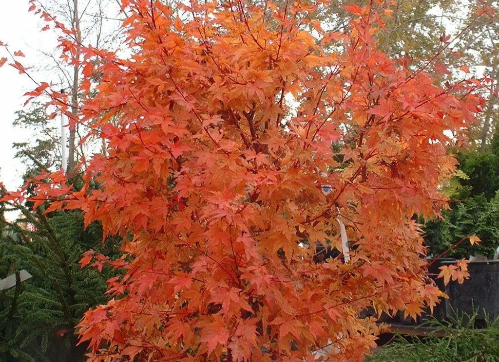 Buy Acer Winter Flame Plants | Free Shipping Over $150