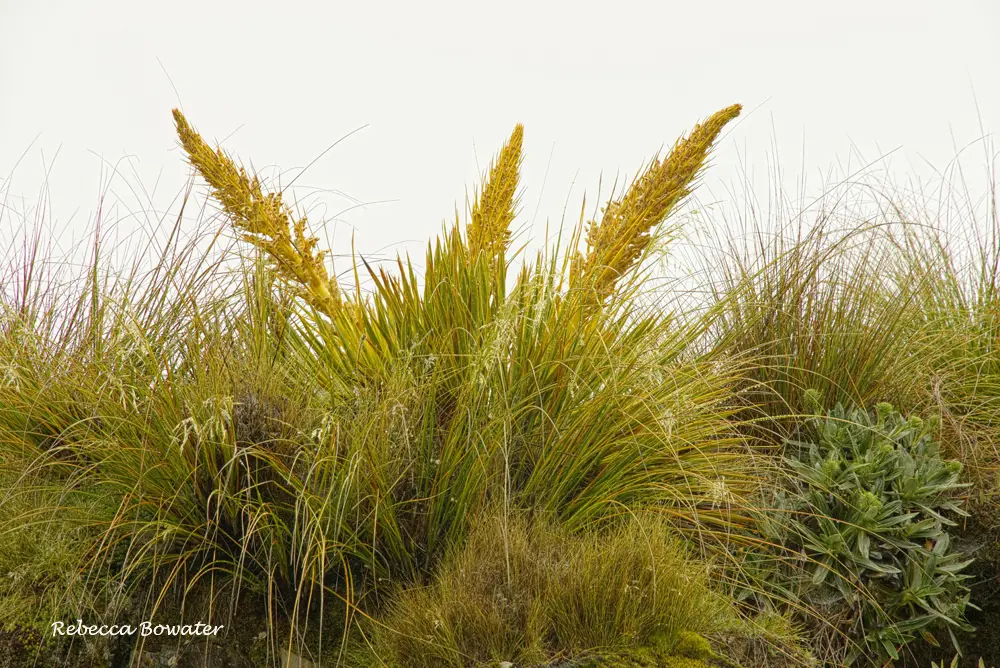 Buy Aciphylla aurea (Golden Spaniard) Plants Online NZ