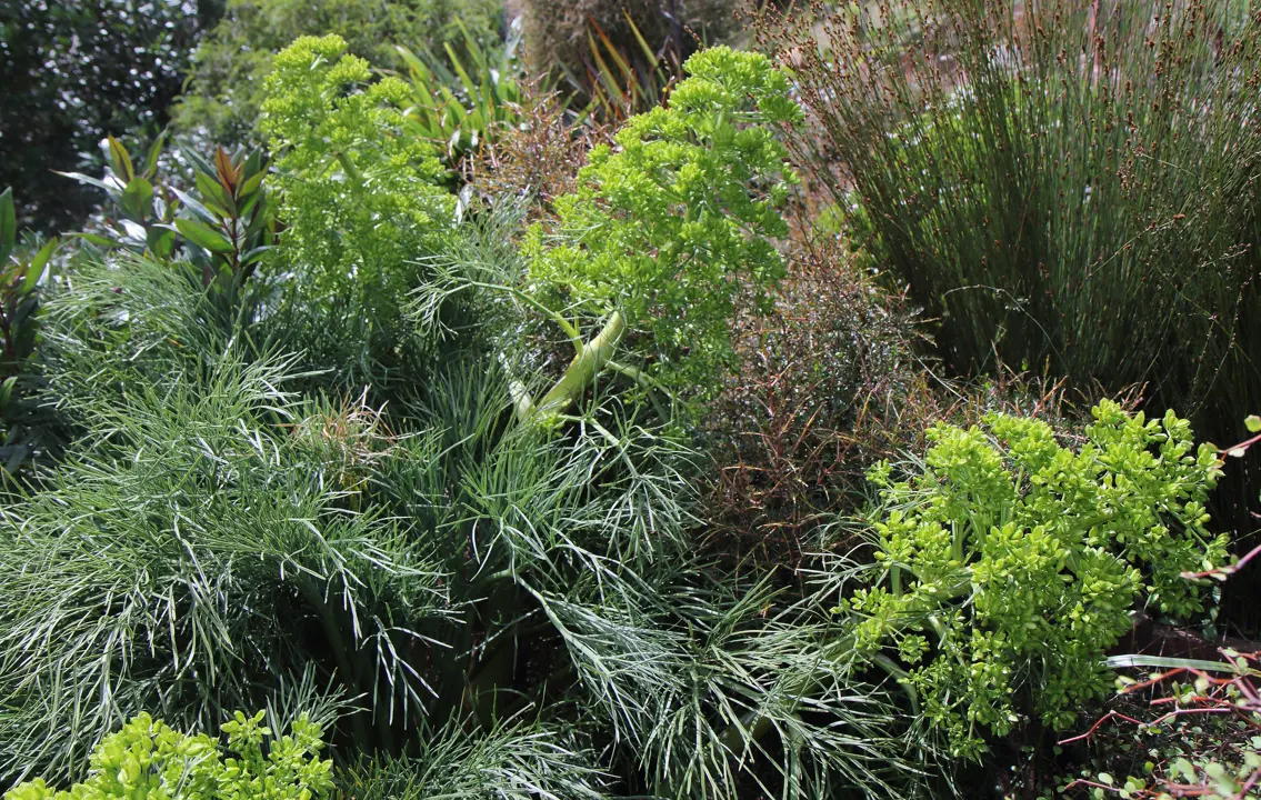 Buy Aciphylla dieffenbachii Plants Online | Free Shipping NZ