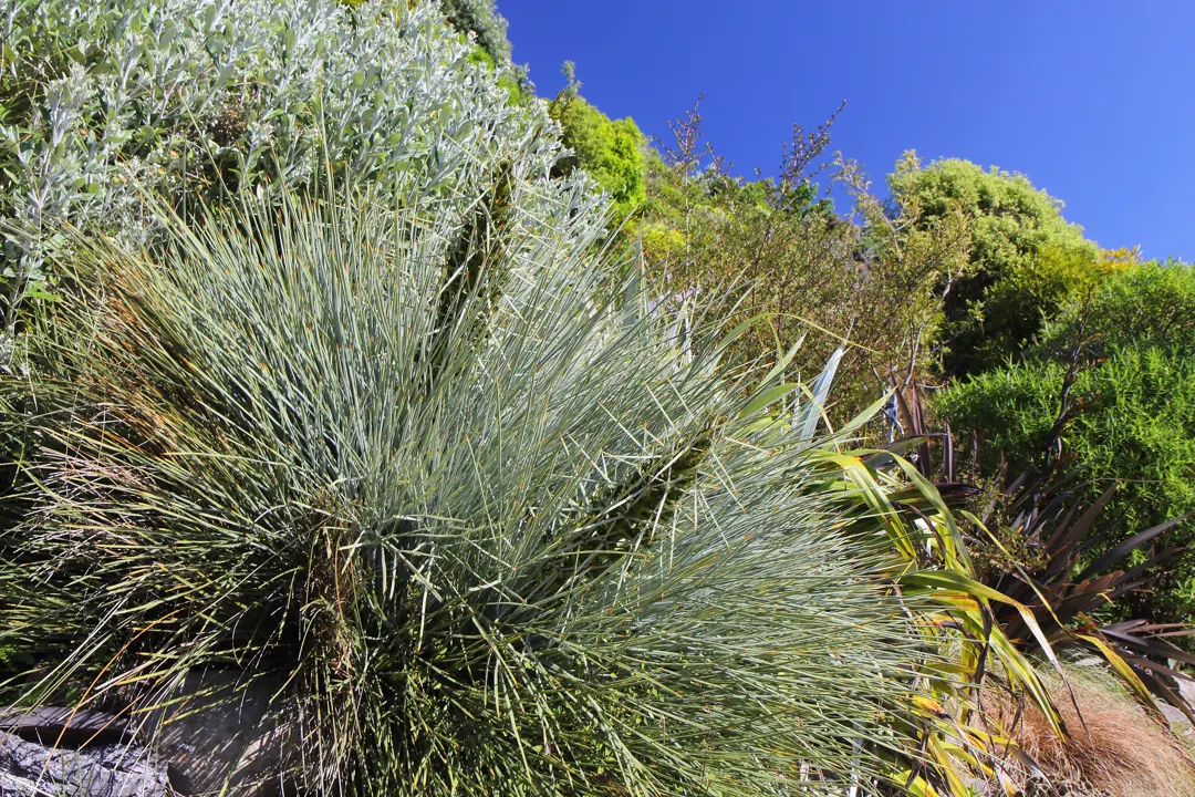 Buy Aciphylla squarrosa Plants Online | Free Shipping NZ