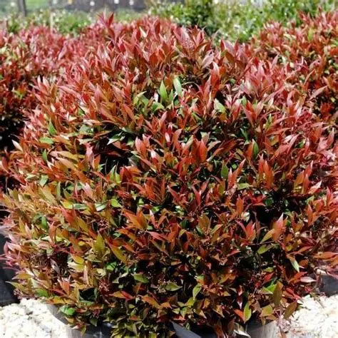 Buy Acmena smithii Forest Flame Plants | Free Shipping Over $150