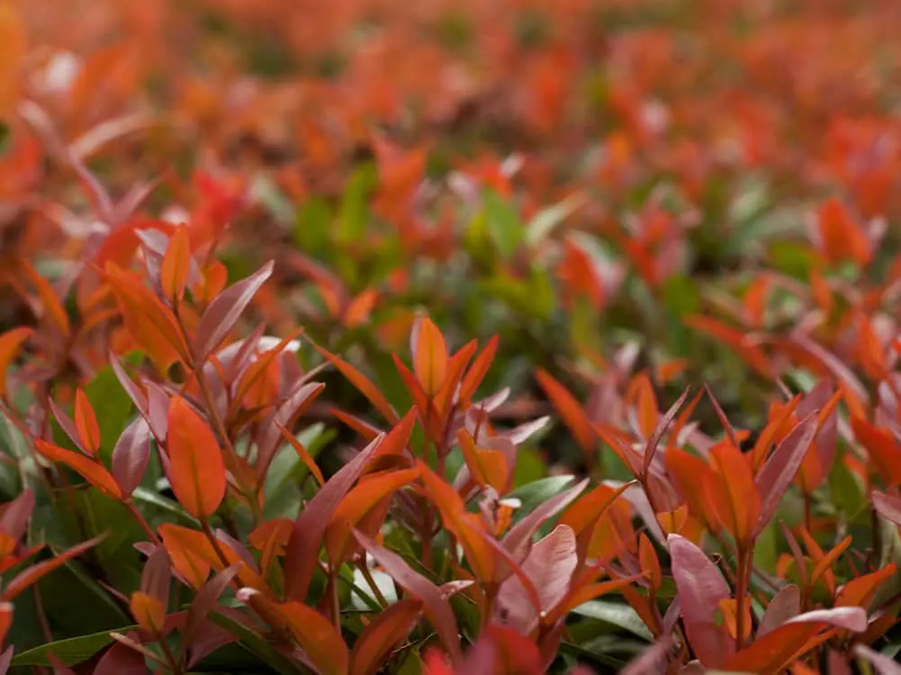 Buy Acmena Little Ruby Plants | Free Shipping Over $150