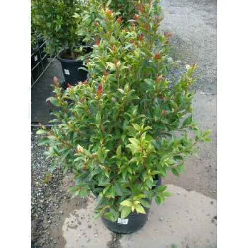 Buy Acmena smithii minor compacta Plants | Free Shipping Over $150