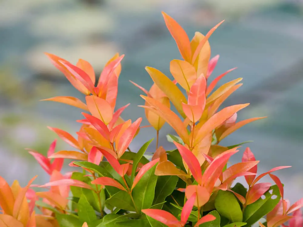 Buy Acmena Orange Twist Plants | Free Shipping Over $150