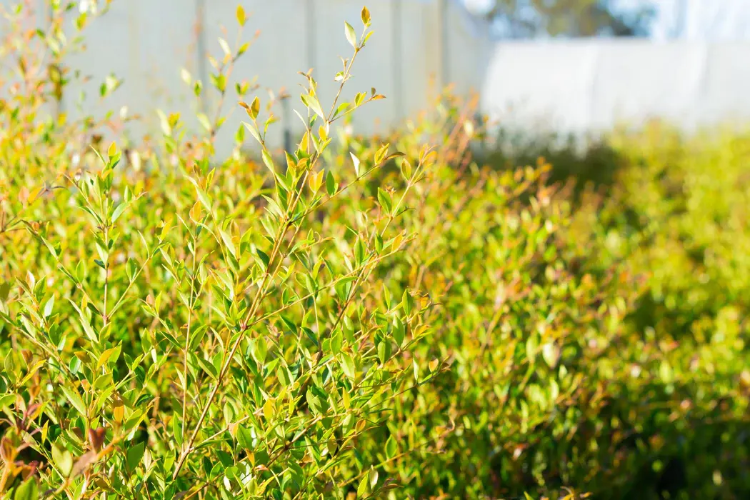 Buy Acmena Speed Screen Plants | Free Shipping Over $150