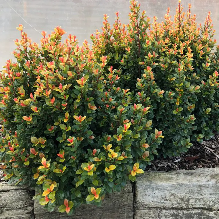 Buy Acmena Sunset Delight Plants | Free Shipping Over $150