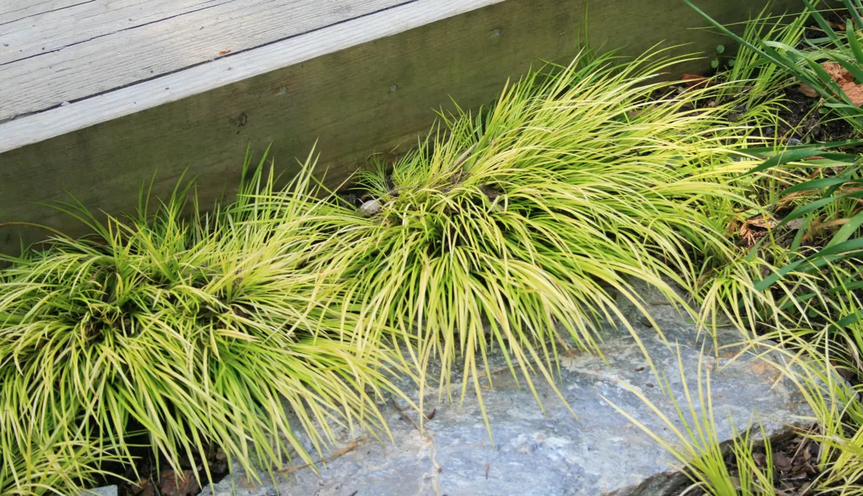 Buy Acorus gramineus Minimus Aureus Plants