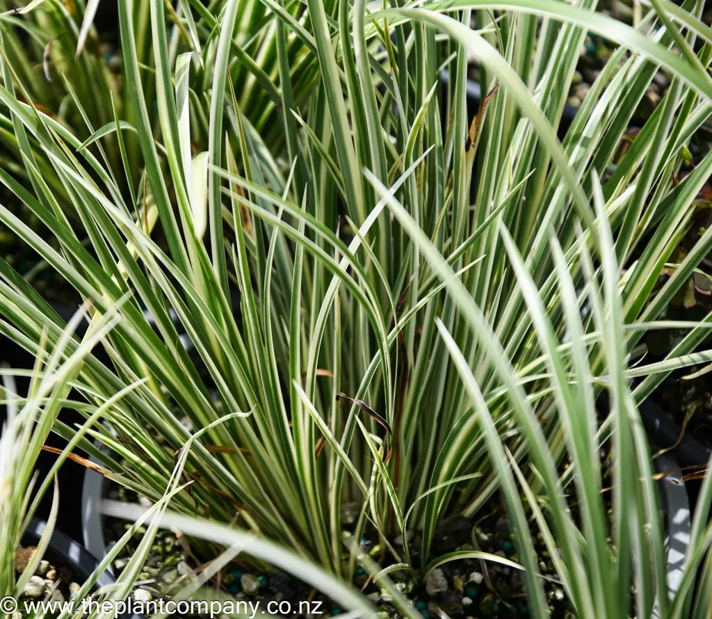 Buy Acorus gramineus variegatus (Variegated Sweet Flag)
