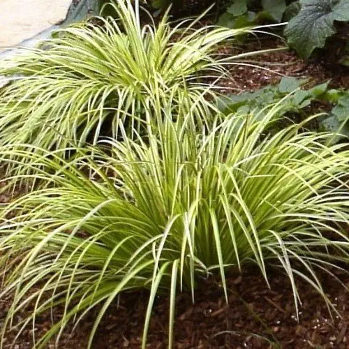 Buy Acorus gramineus Ogon Plants Online | Free Shipping NZ