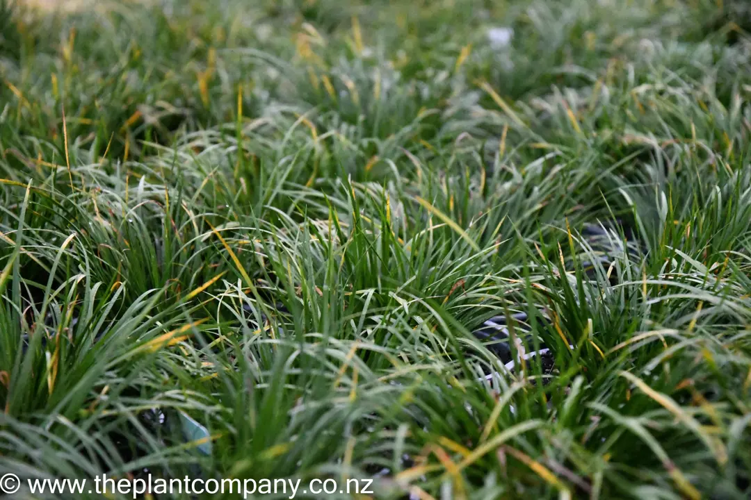 Buy Acorus Mini Green Plants | Free Shipping Over $150