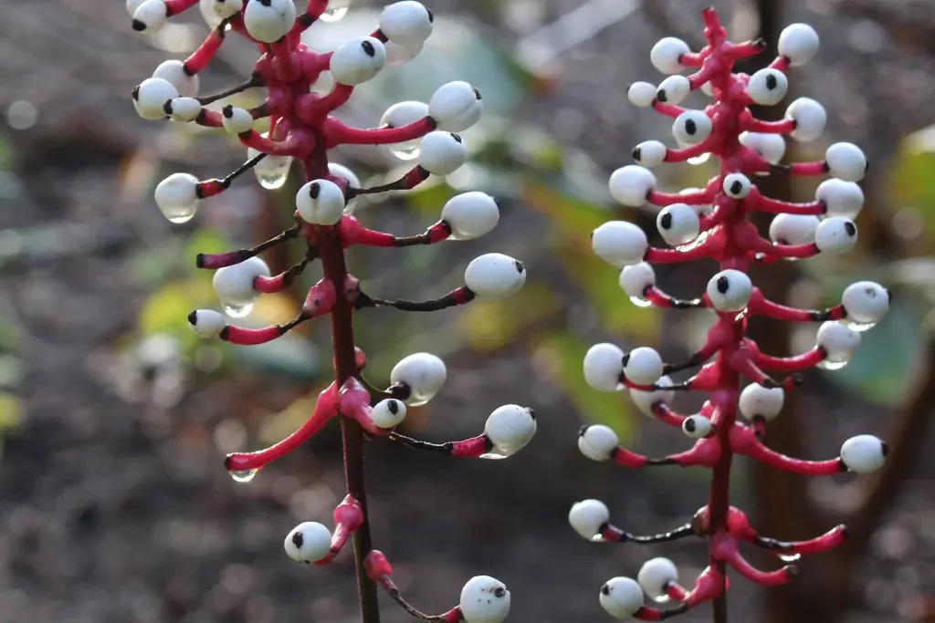 Buy Actaea pachypoda Plants | Free Shipping Over $150