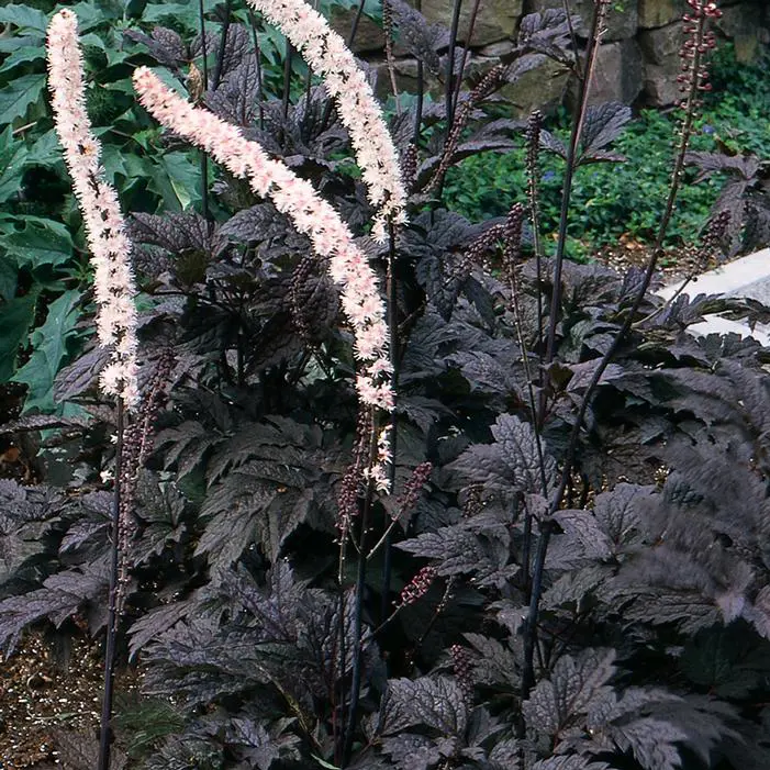 Buy Actaea simplex James Compton Plants | Free Shipping Over $150