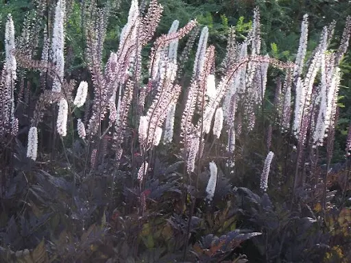 Buy Actaea simplex Pink Spike Plants | Free Shipping Over $150