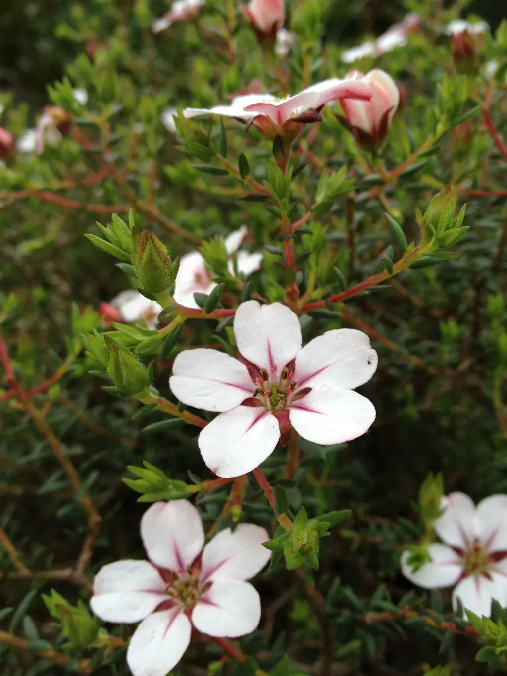Buy Adenandra uniflora (China Flower) Plants Online NZ