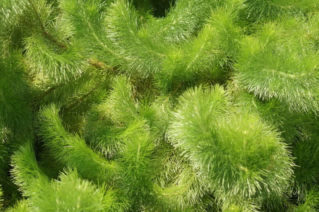 Buy Adenanthos sericeus Plants | Free Shipping Over $150