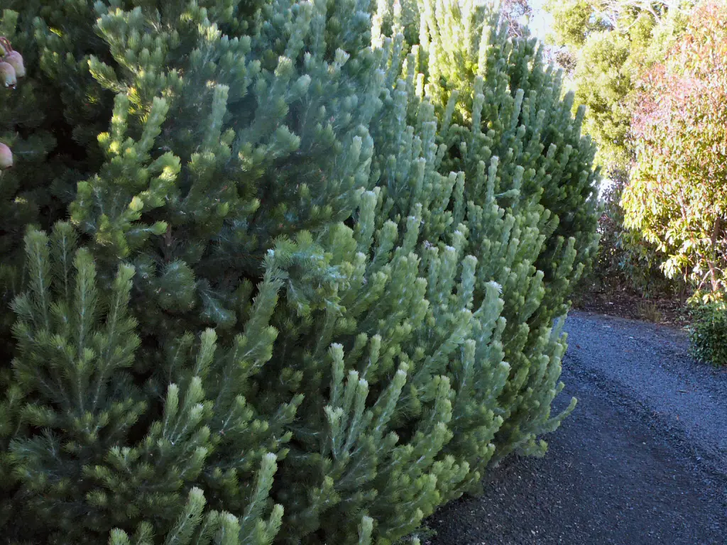 Buy Adenanthos Silver Streak Plants | Free Shipping Over $150