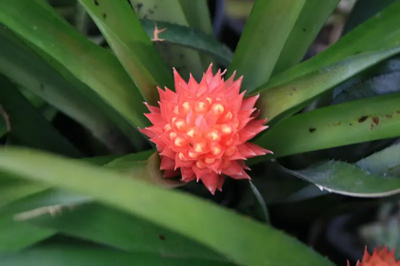 Buy Aechmea covata Plants | Free Shipping Over $150