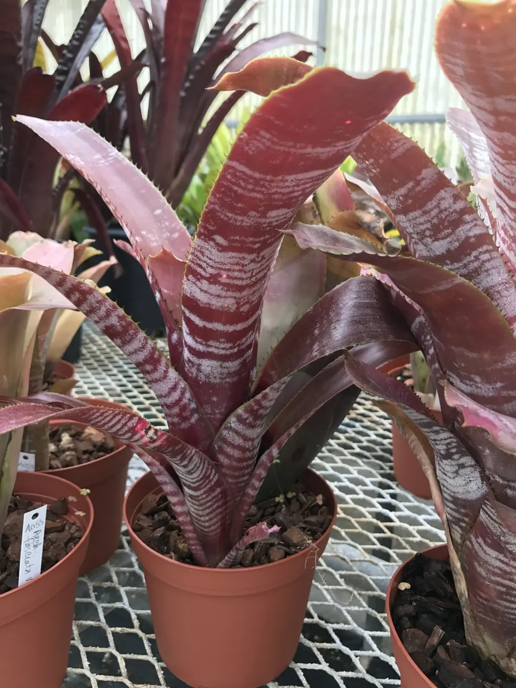 Buy Aechmea fasciata Purpurea Plants | Free Shipping Over $150