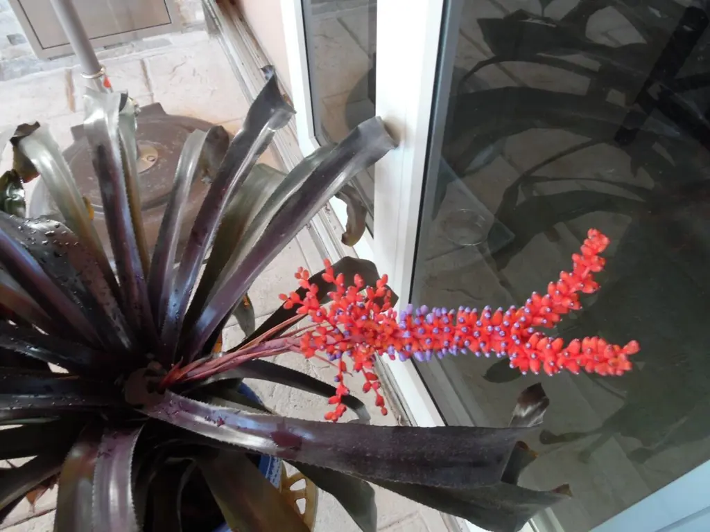 Buy Aechmea Royal Wine Plants | Free Shipping Over $150
