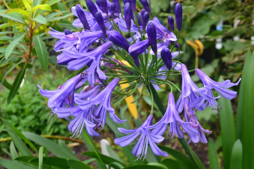 Buy Agapanthus Loch Hope Plants | Free Shipping Over $150